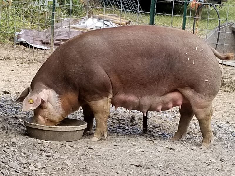 Our Breeders - Happy Hereford Hogs