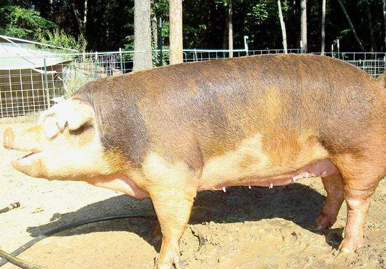 Our Breeders - Happy Hereford Hogs