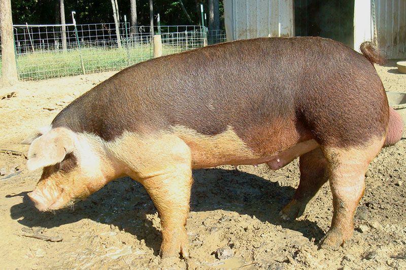 Our Breeders - Happy Hereford Hogs