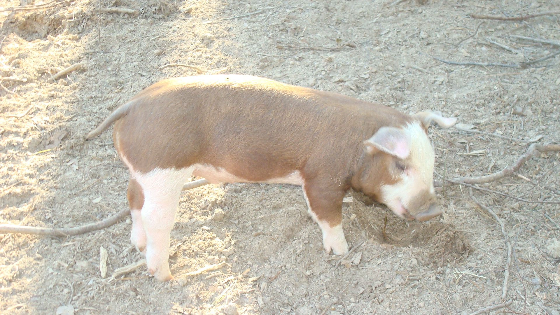Heirloom Hereford Hogs in Booneville, AR - Happy Hereford Hogs