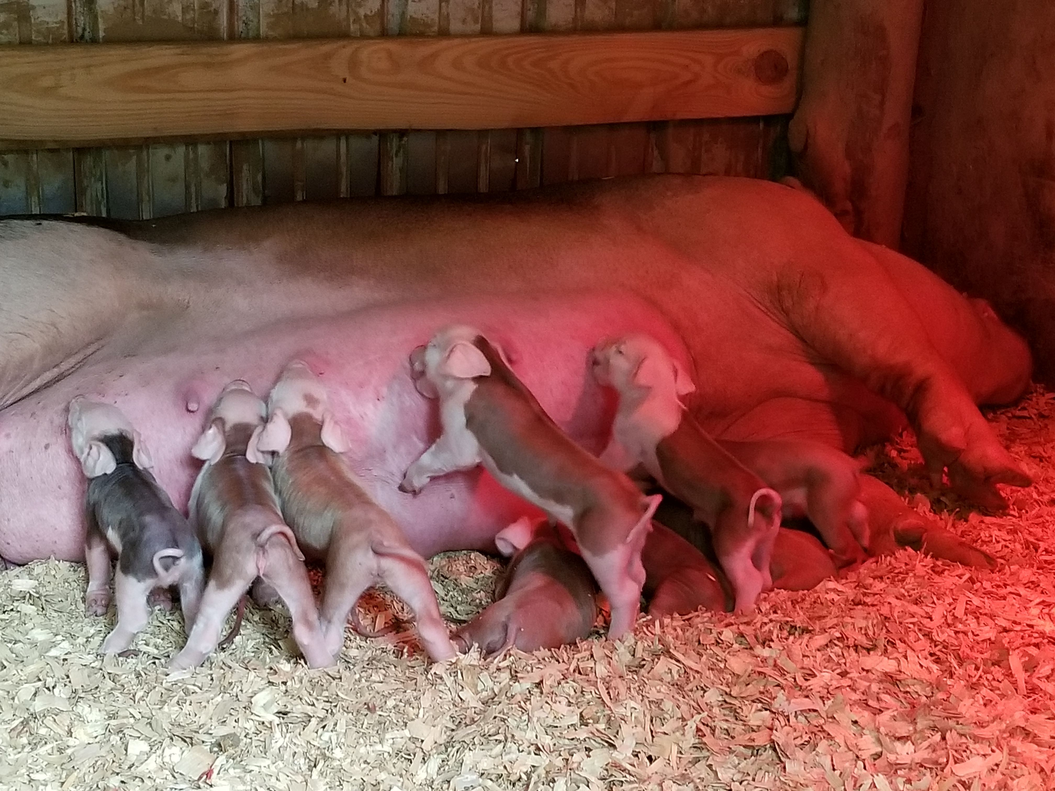 Heirloom Hereford Hogs in Booneville, AR - Happy Hereford Hogs