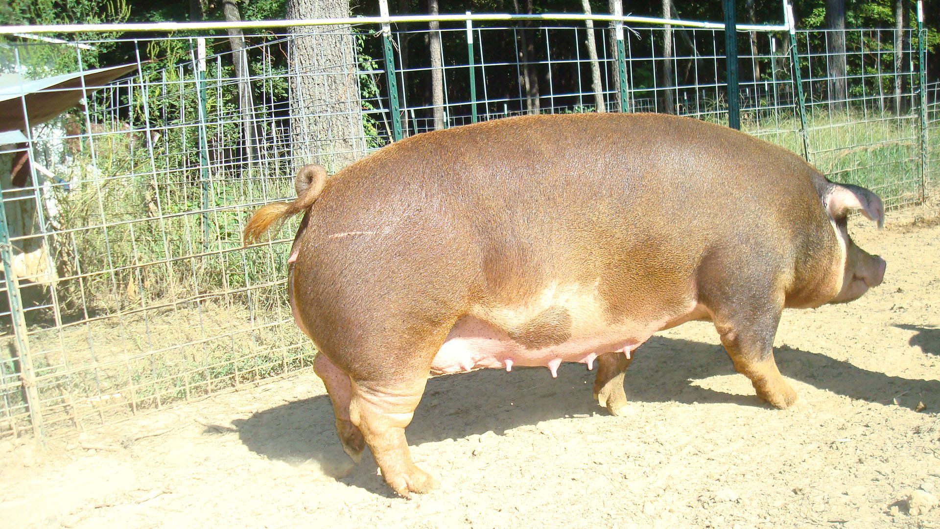 Heirloom Hereford Hogs in Booneville, AR - Happy Hereford Hogs