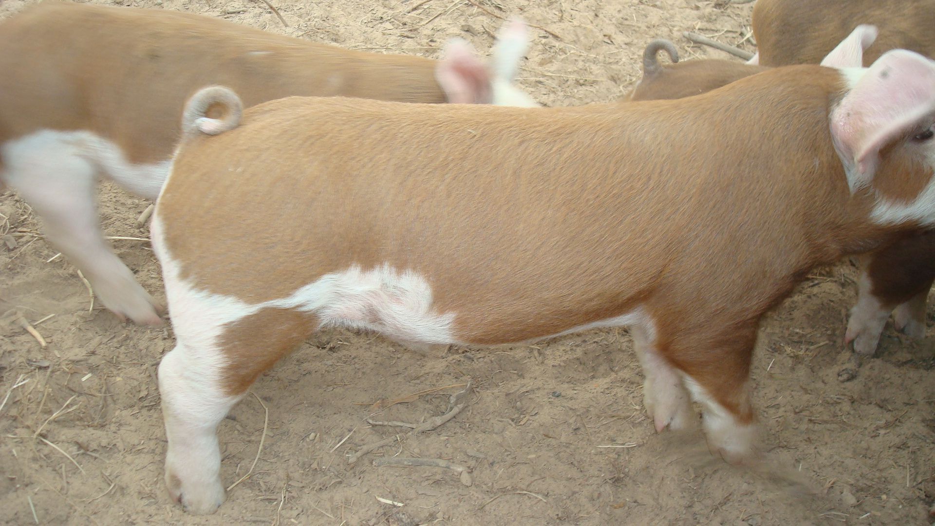 Heirloom Hereford Hogs in Booneville, AR - Happy Hereford Hogs