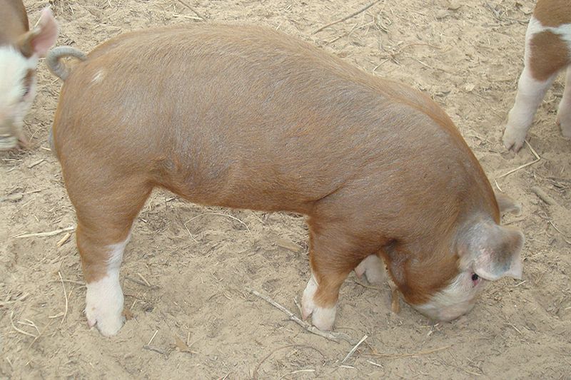 Heirloom Hereford Hogs in Booneville, AR - Happy Hereford Hogs