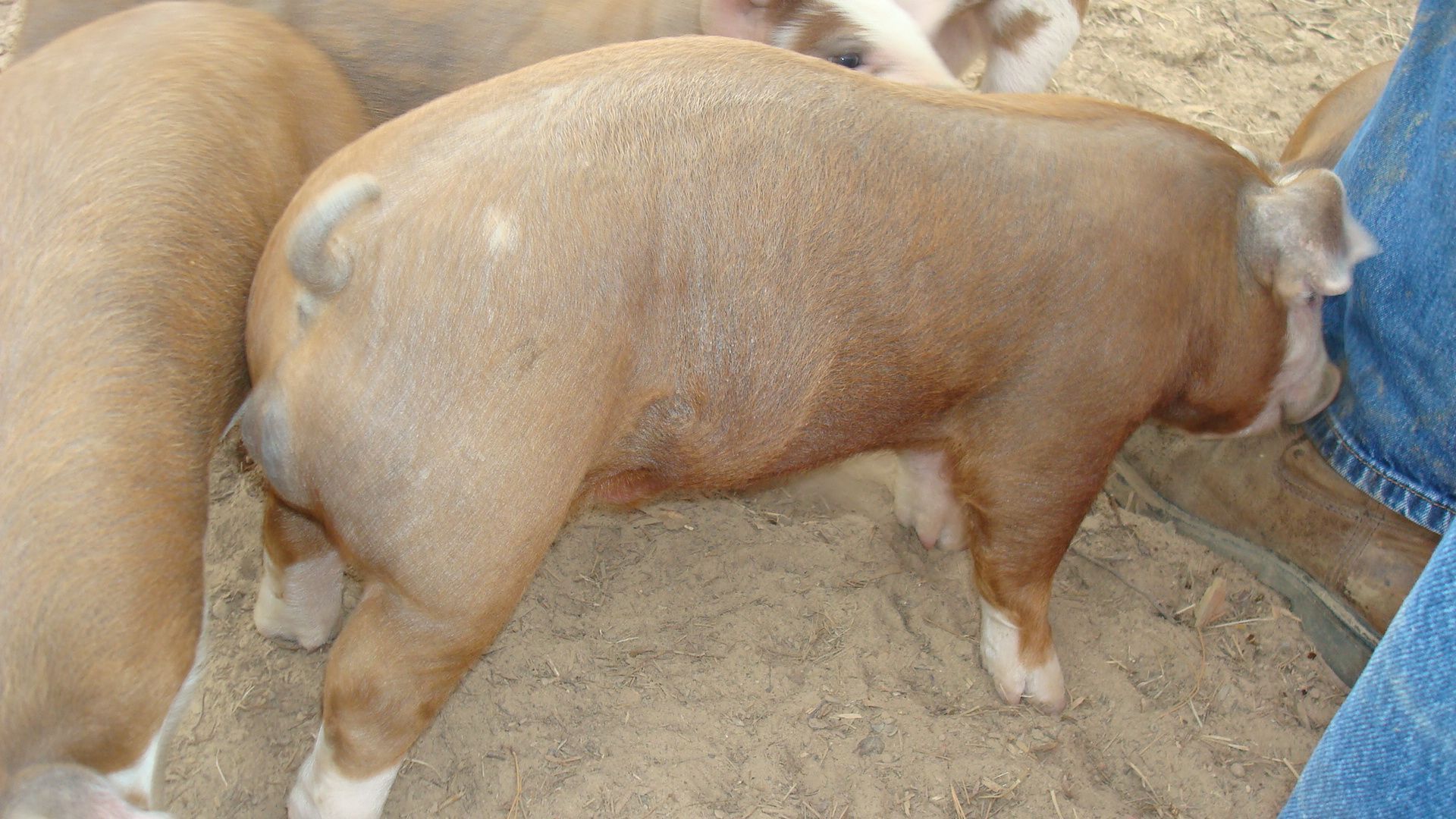 Heirloom Hereford Hogs in Booneville, AR - Happy Hereford Hogs
