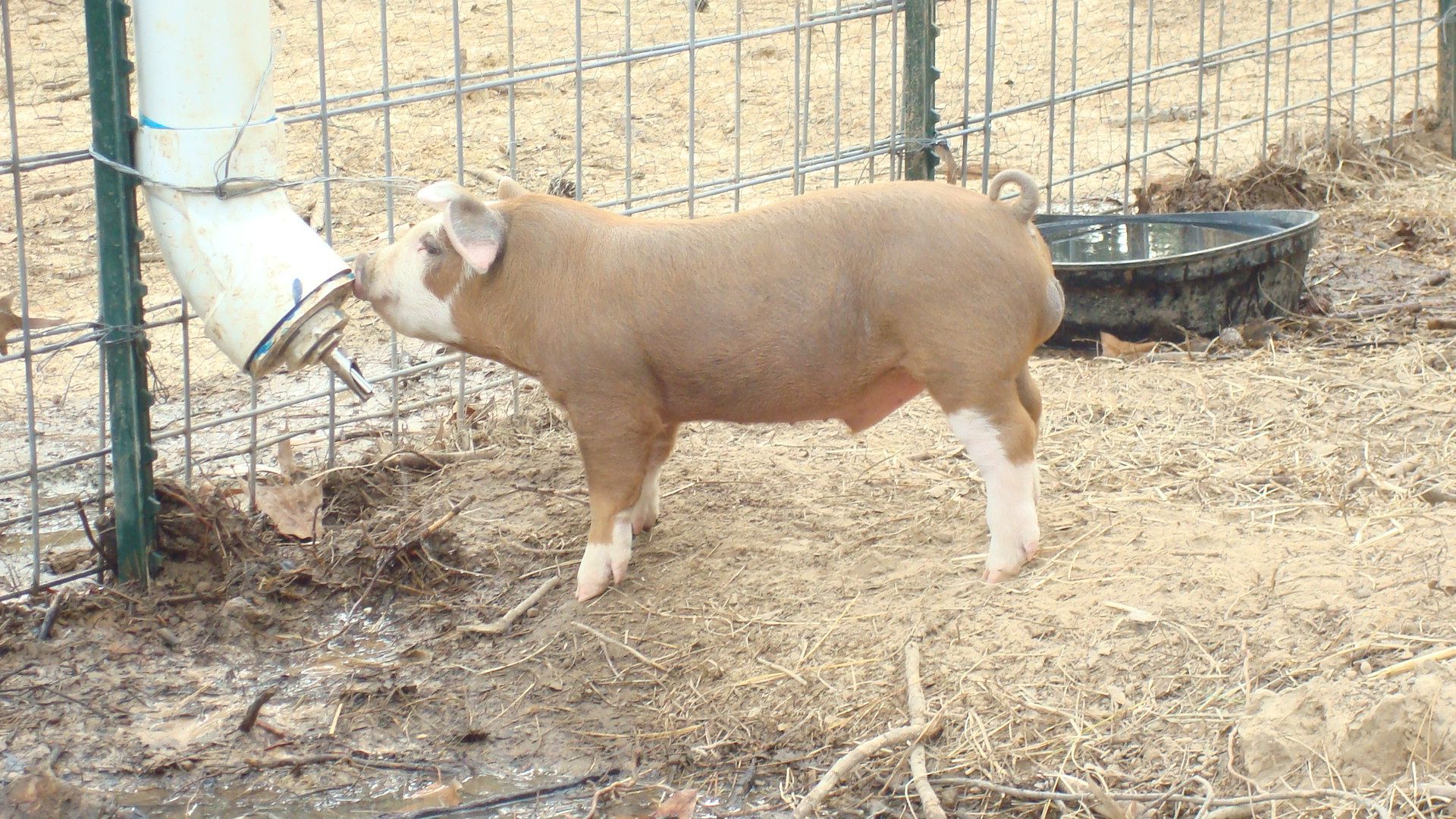 Heirloom Hereford Hogs in Booneville, AR - Happy Hereford Hogs