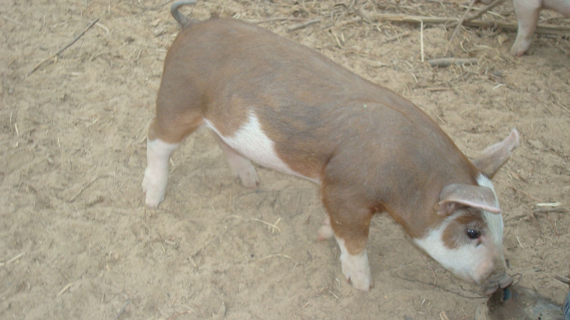 Heirloom Hereford Hogs in Booneville, AR - Happy Hereford Hogs