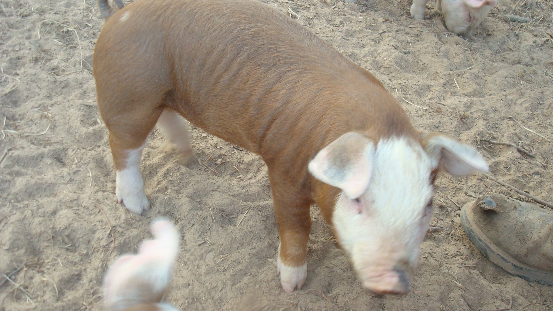 Heirloom Hereford Hogs in Booneville, AR - Happy Hereford Hogs