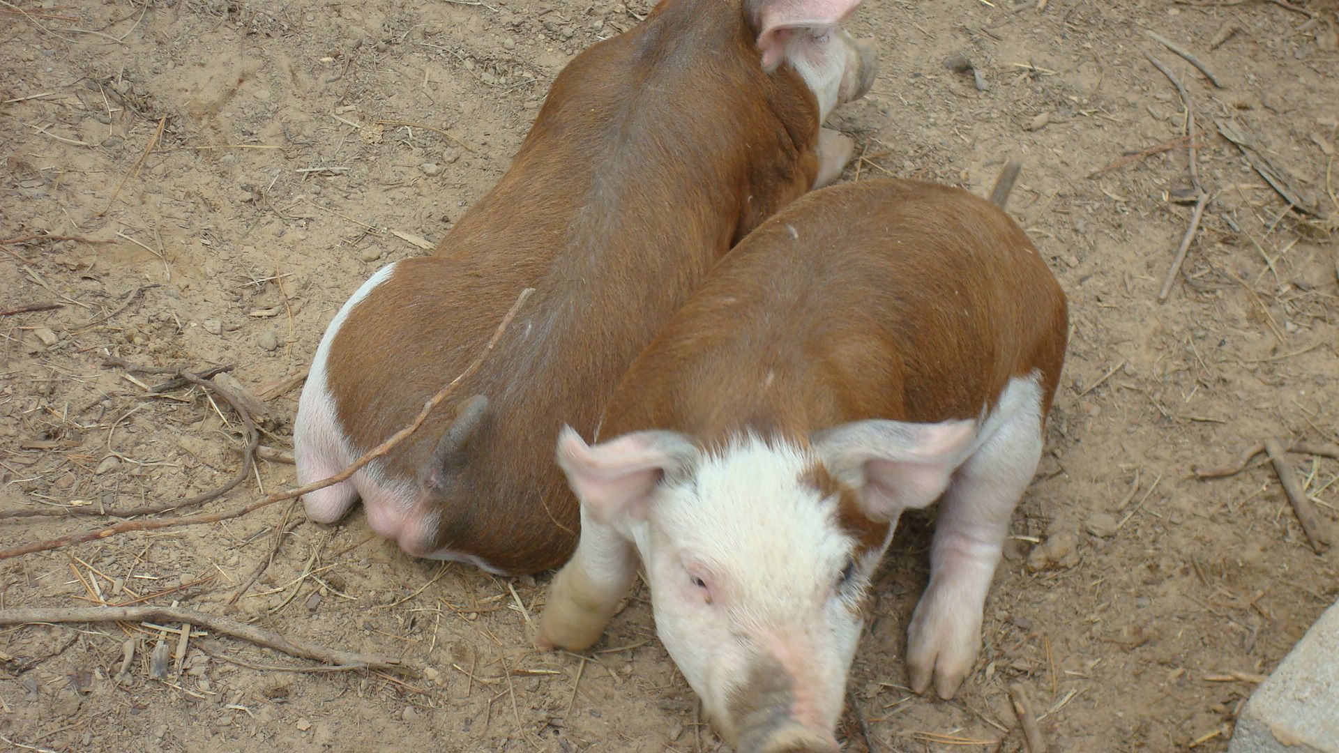 Heirloom Hereford Hogs in Booneville, AR - Happy Hereford Hogs