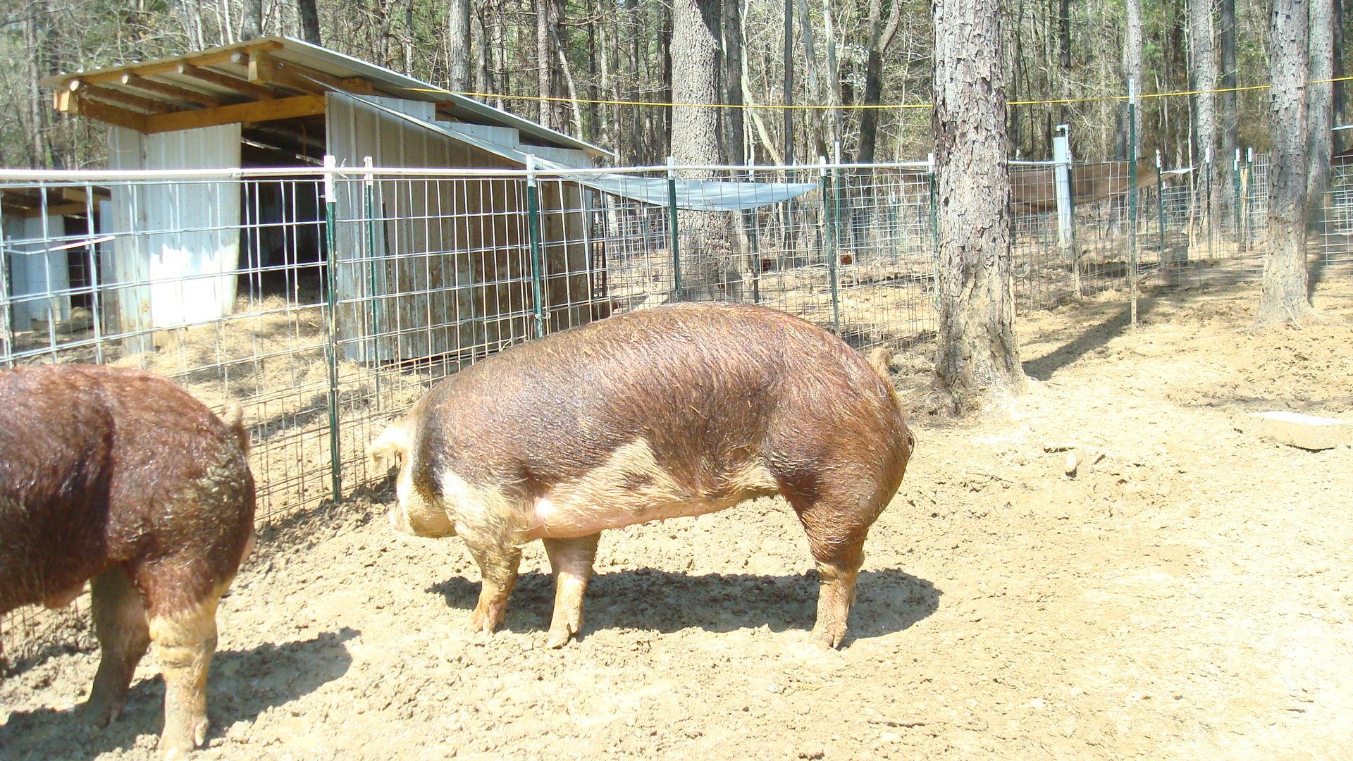 Heirloom Hereford Hogs in Booneville, AR - Happy Hereford Hogs