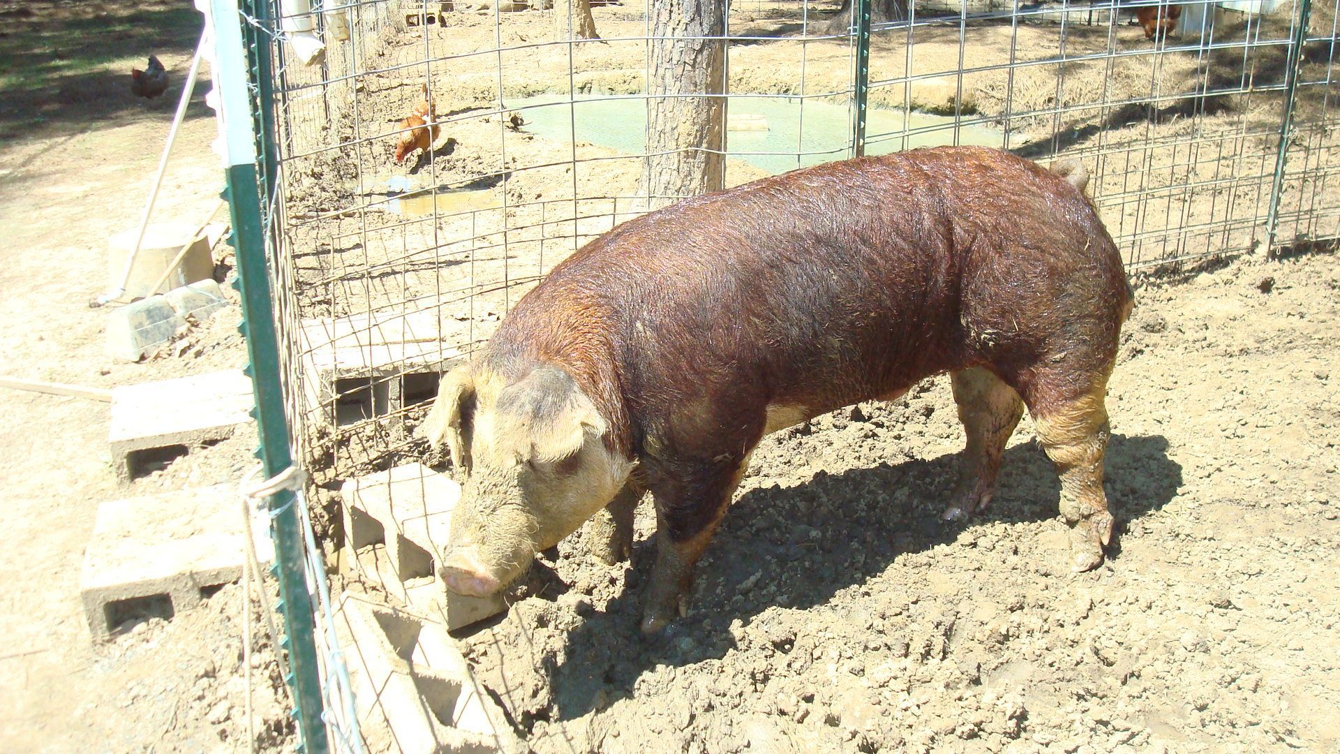 Heirloom Hereford Hogs in Booneville, AR - Happy Hereford Hogs