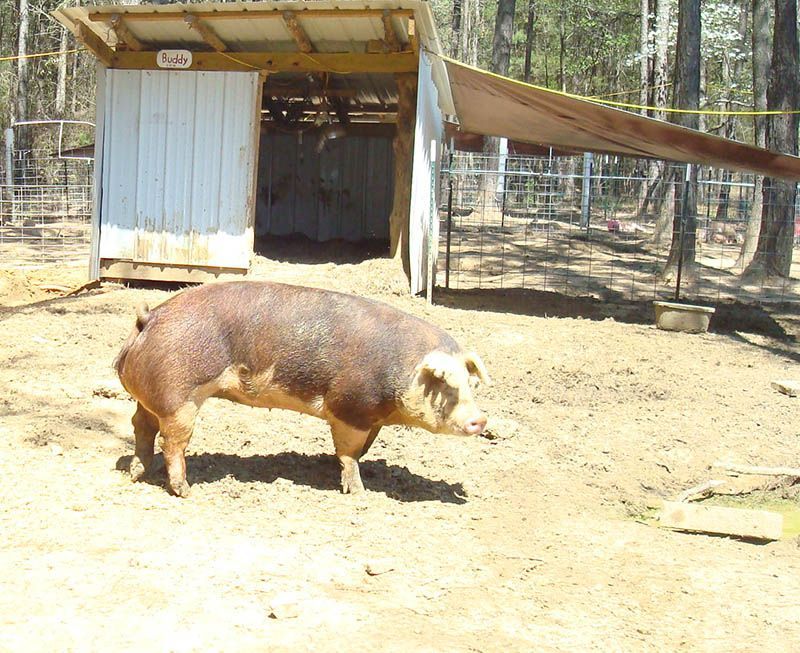 Heirloom Hereford Hogs in Booneville, AR - Happy Hereford Hogs