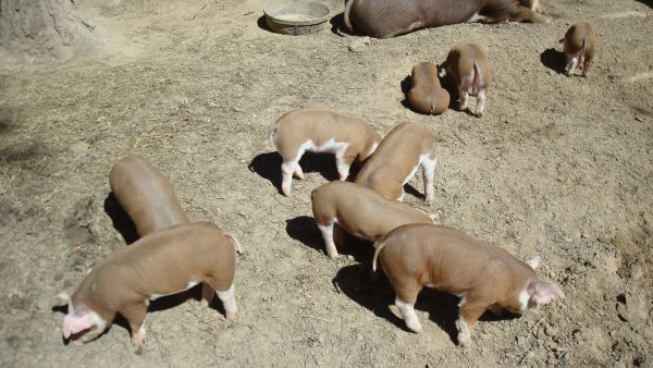 Heirloom Hereford Hogs in Booneville, AR - Happy Hereford Hogs