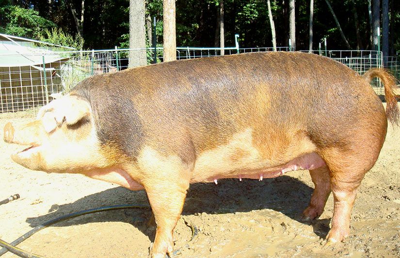 Heirloom Hereford Hogs in Booneville, AR - Happy Hereford Hogs