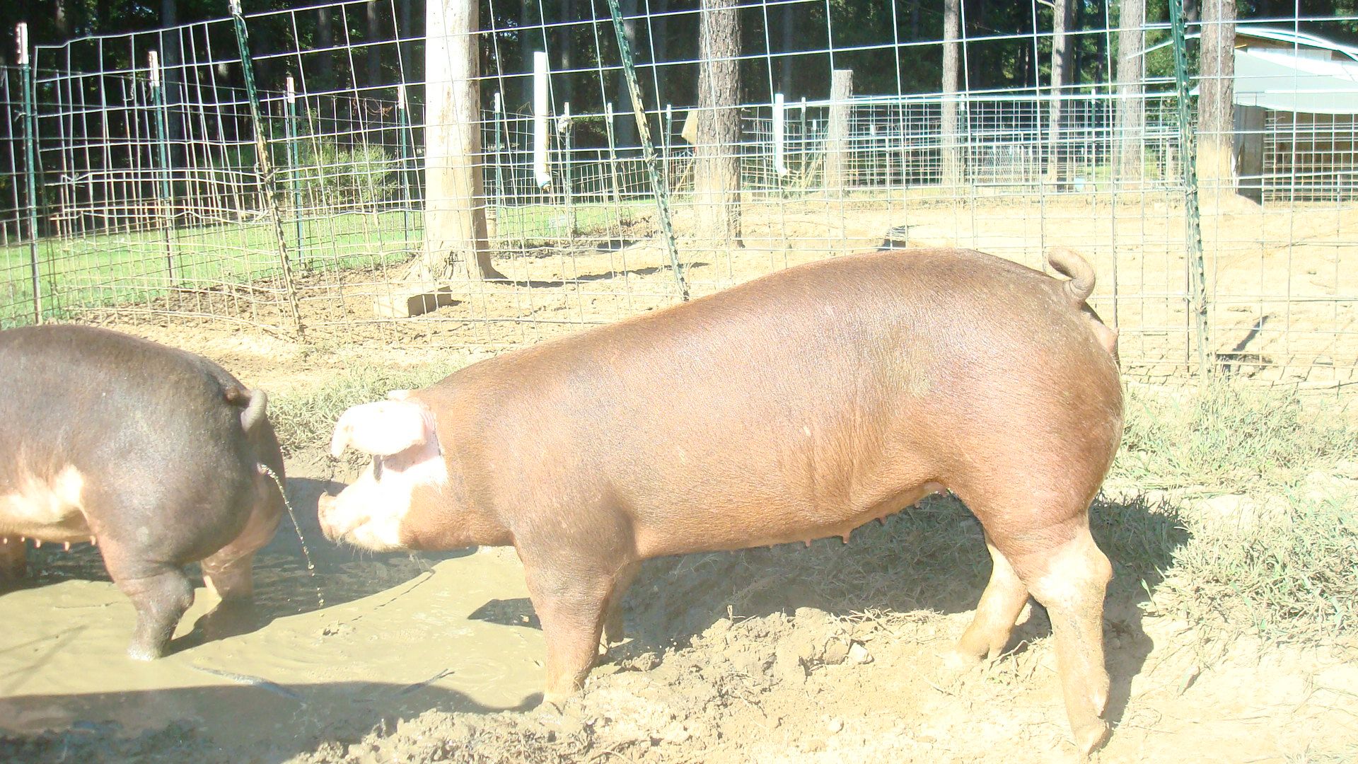 Heirloom Hereford Hogs in Booneville, AR - Happy Hereford Hogs